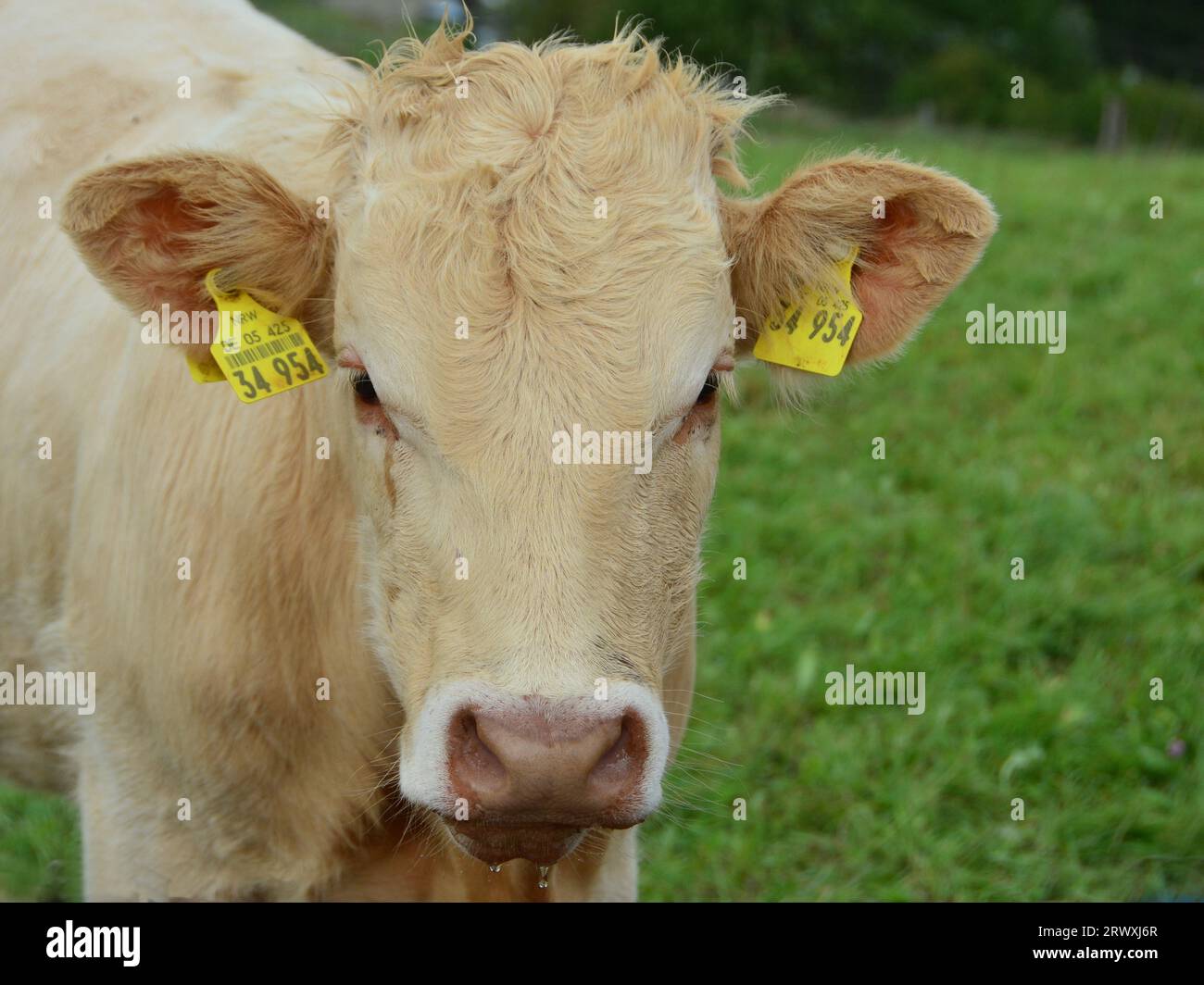 Cattle, cows and calves - a wonderful life on the pastures Stock Photo ...
