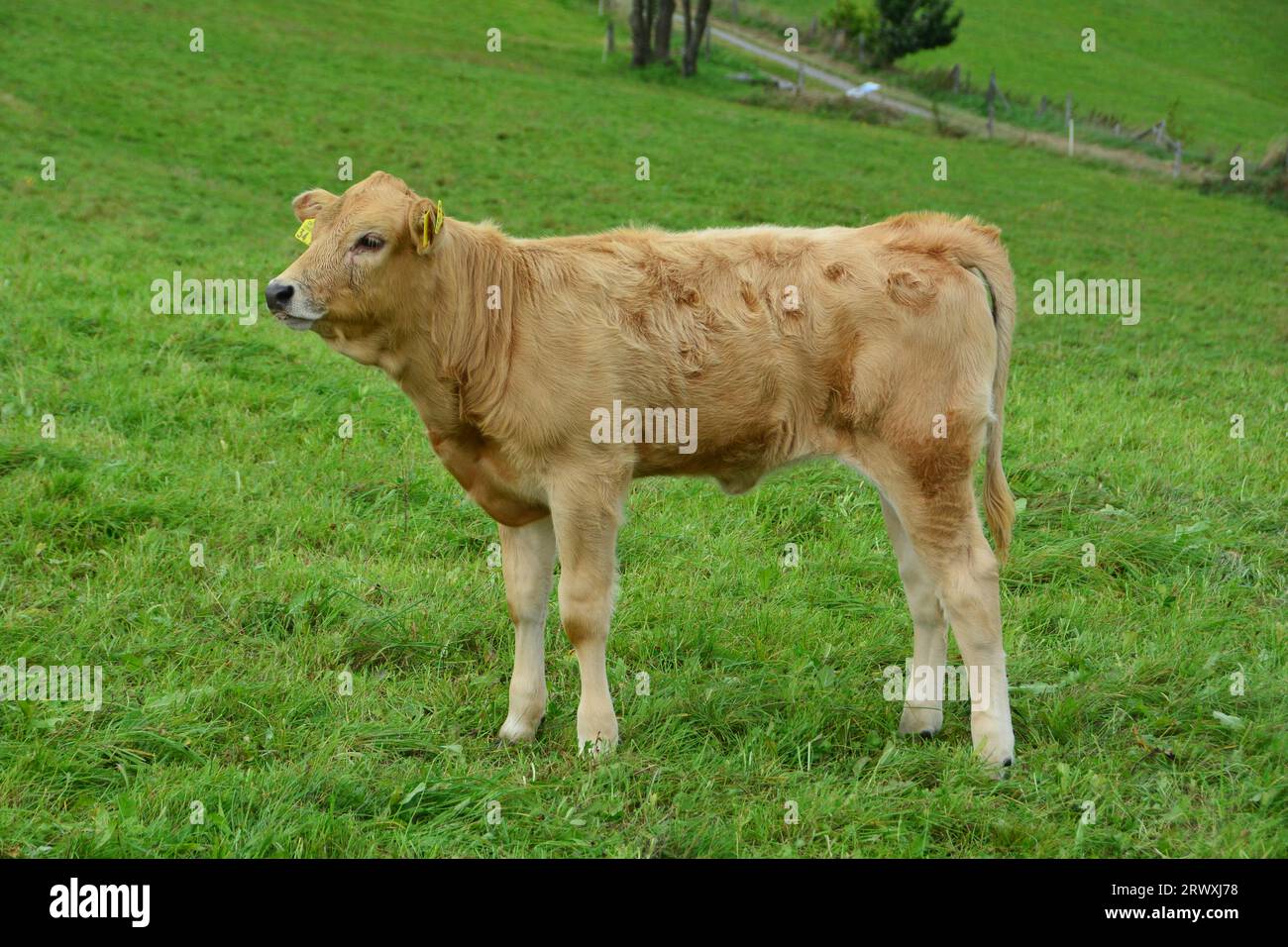Cattle, cows and calves - a wonderful life on the pastures Stock Photo ...
