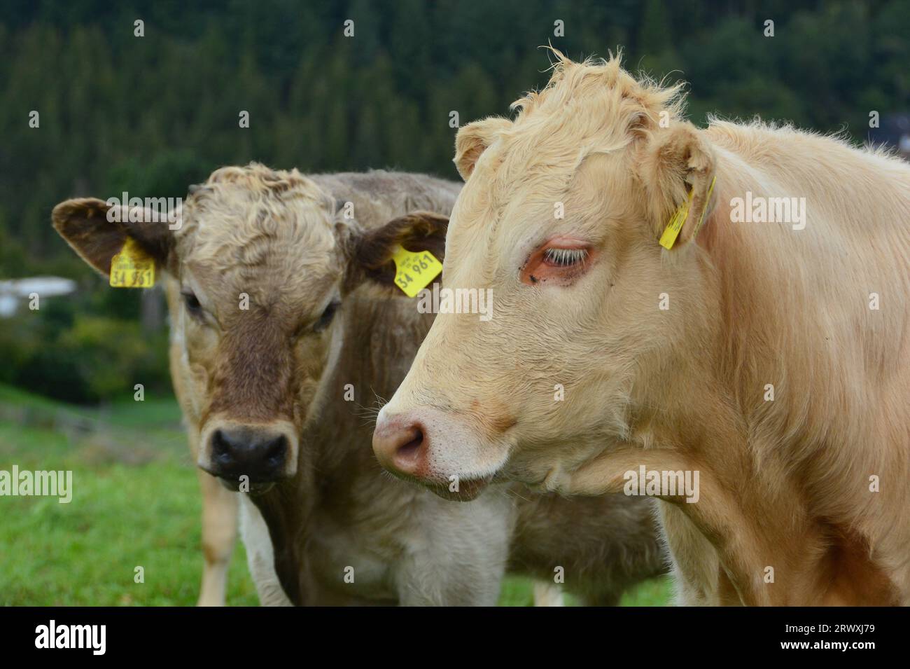 Cattle, cows and calves - a wonderful life on the pastures Stock Photo ...