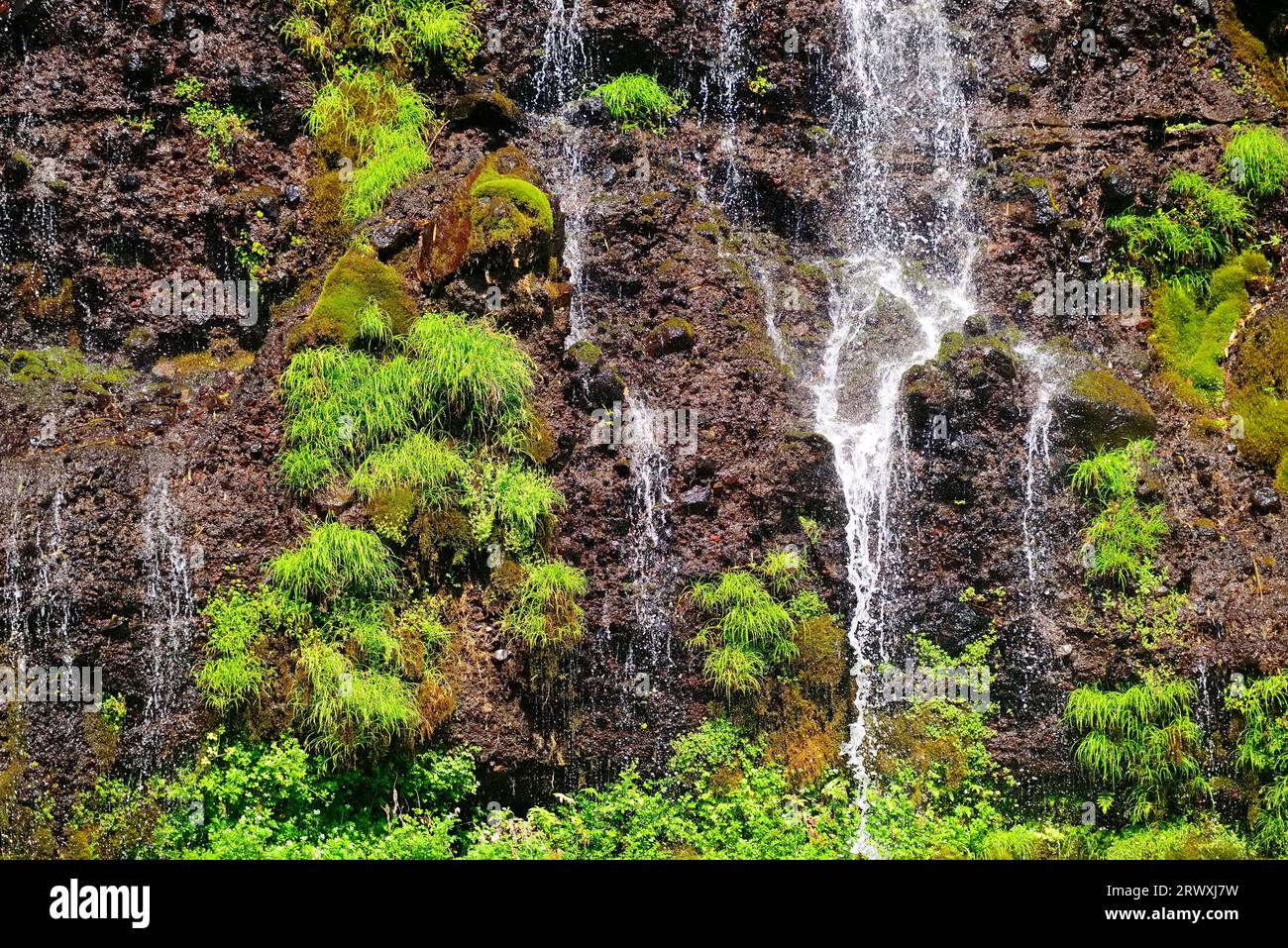 Spring water from the lava fault at Shiraito Falls, Shizuoka Prefecture ...