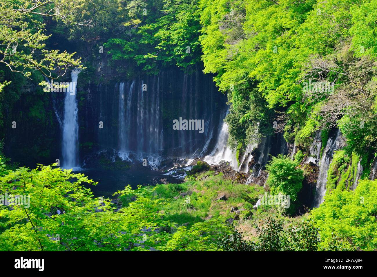 Spring water from the lava fault at Shiraito Falls, Shizuoka Prefecture ...