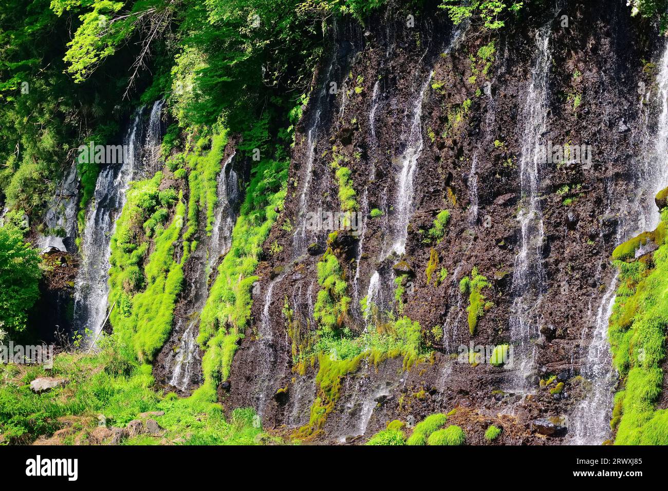 Spring water from the lava fault at Shiraito Falls, Shizuoka Prefecture ...