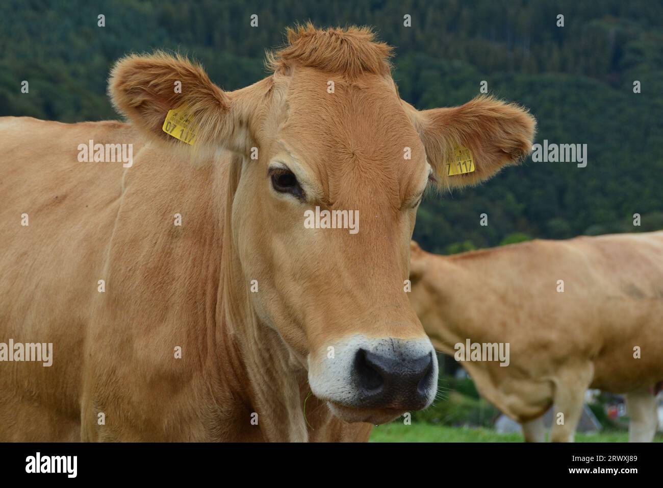Cattle, cows and calves - a wonderful life on the pastures Stock Photo ...