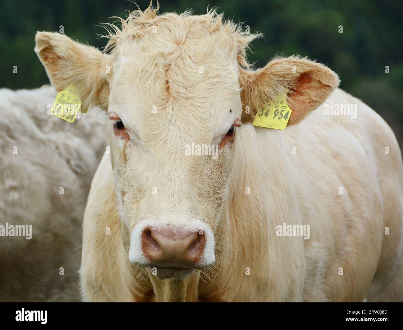 Cattle, cows and calves - a wonderful life on the pastures Stock Photo ...