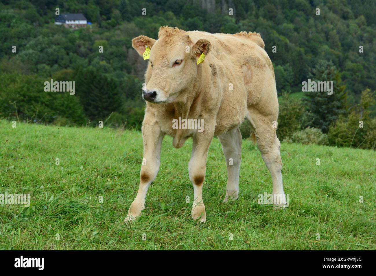 Cattle, cows and calves - a wonderful life on the pastures Stock Photo ...