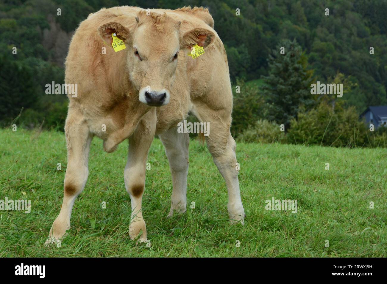 Cattle, cows and calves - a wonderful life on the pastures Stock Photo ...