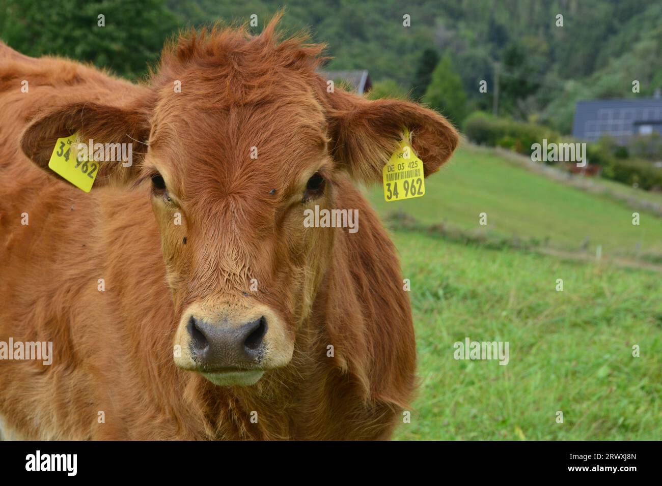 Cattle, cows and calves - a wonderful life on the pastures Stock Photo ...