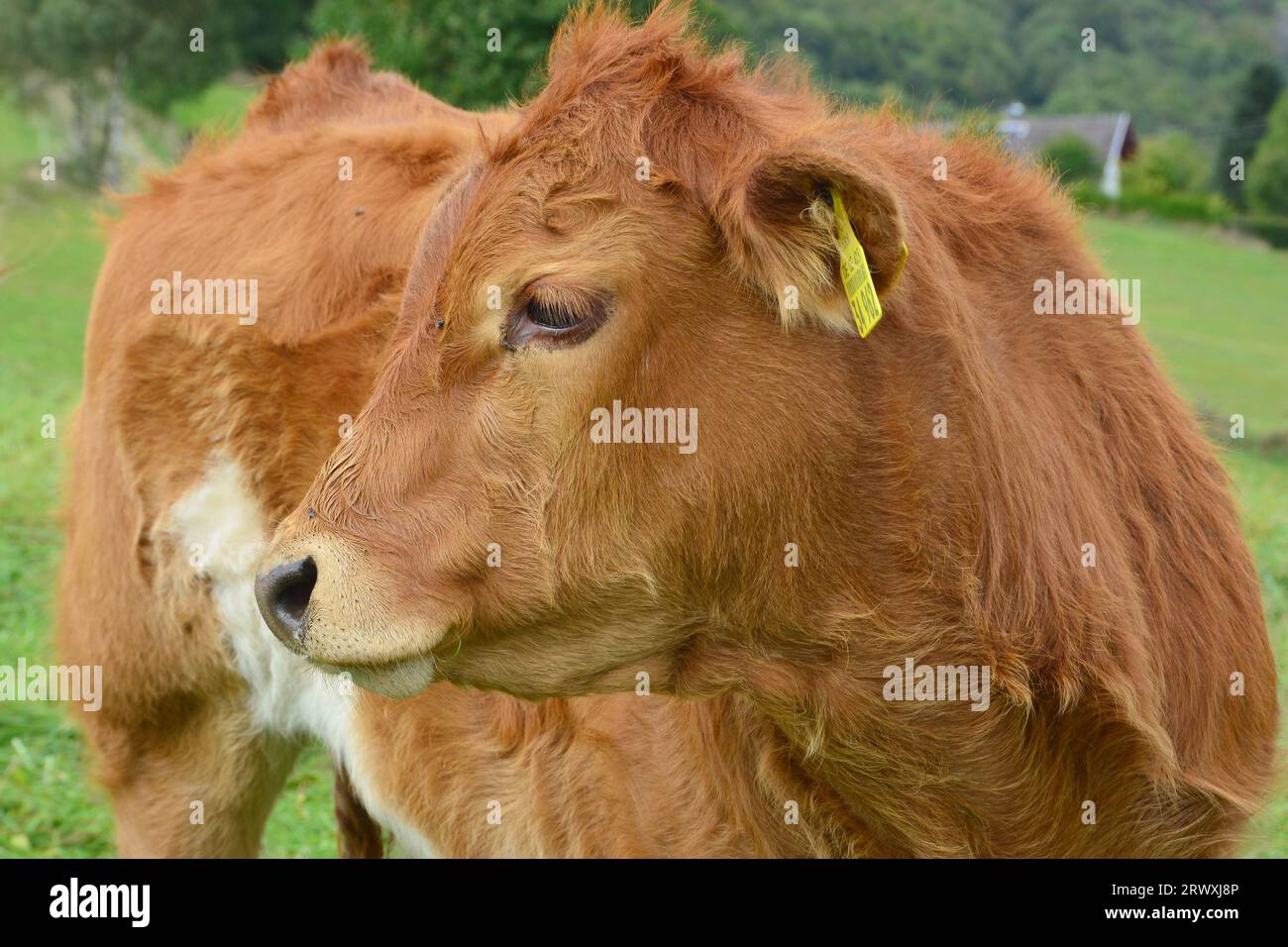 Cattle, cows and calves - a wonderful life on the pastures Stock Photo ...