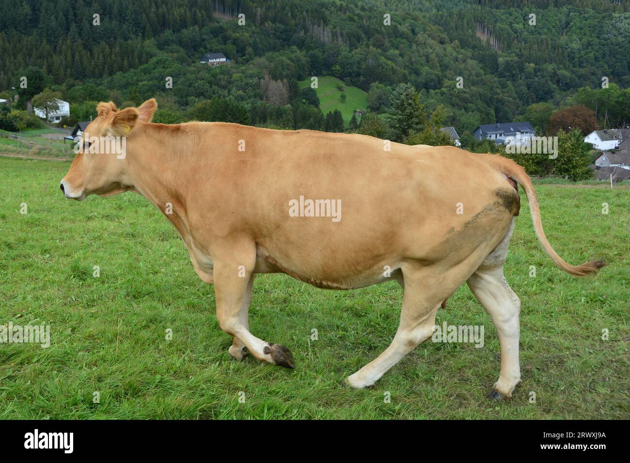 Cattle, cows and calves - a wonderful life on the pastures Stock Photo ...