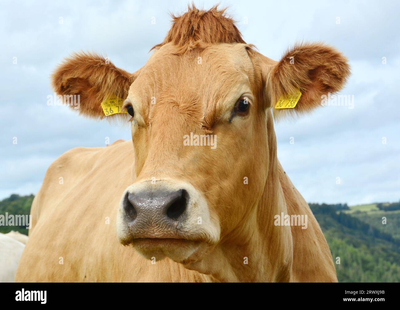 Cattle, cows and calves - a wonderful life on the pastures Stock Photo ...