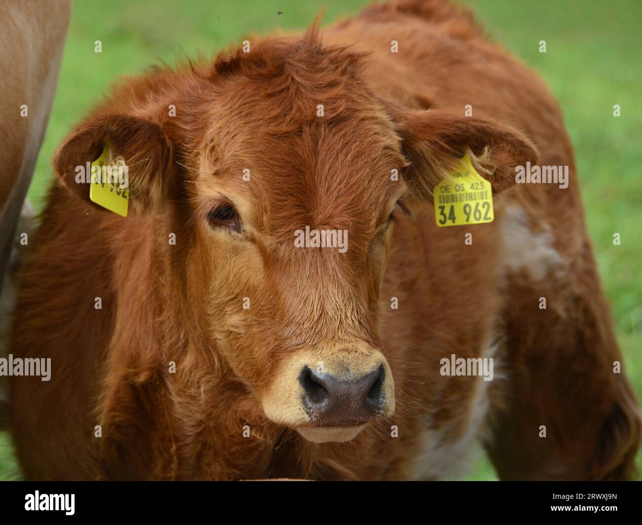 Cattle, cows and calves - a wonderful life on the pastures Stock Photo ...