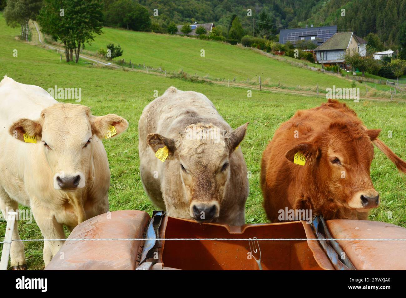 Cattle, cows and calves - a wonderful life on the pastures Stock Photo ...