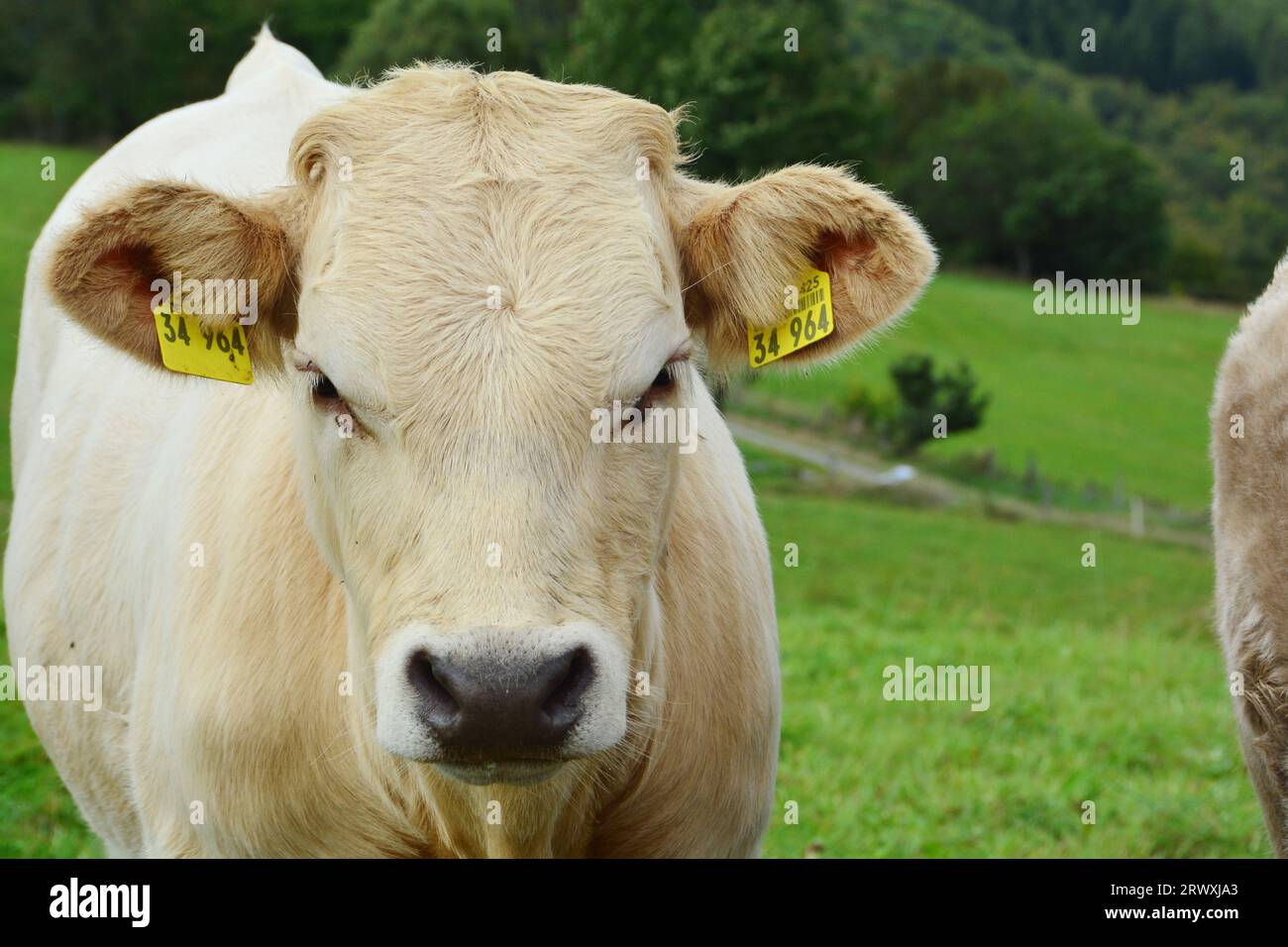 Cattle, cows and calves - a wonderful life on the pastures Stock Photo ...