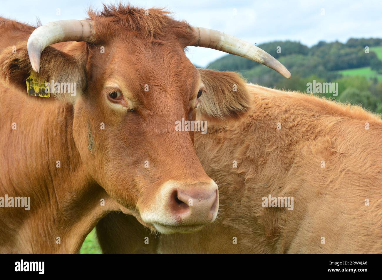 Cattle, cows and calves - a wonderful life on the pastures Stock Photo ...