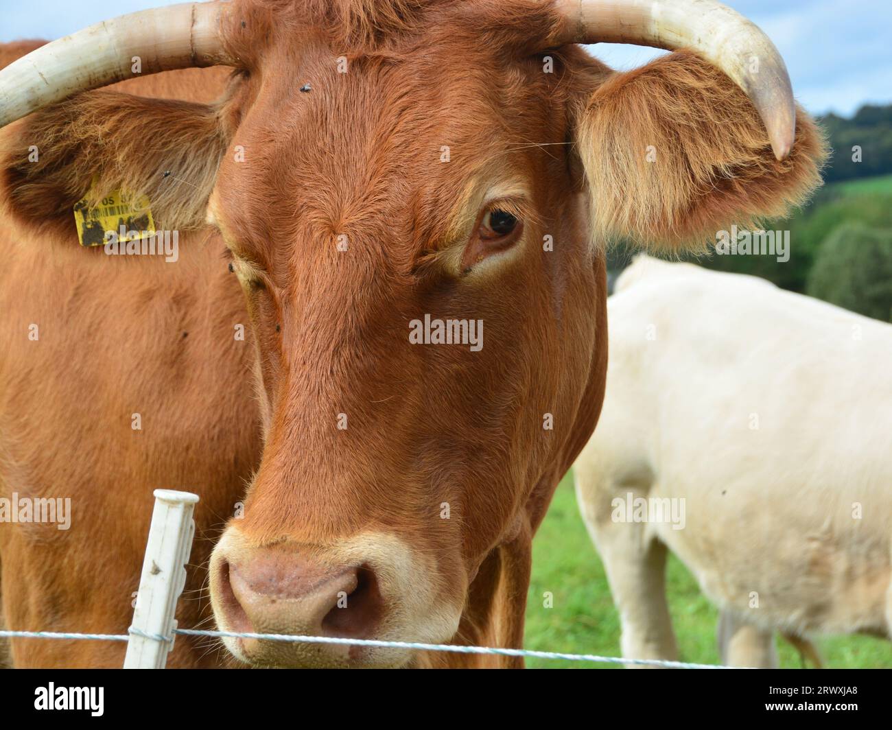 Cattle, cows and calves - a wonderful life on the pastures Stock Photo ...