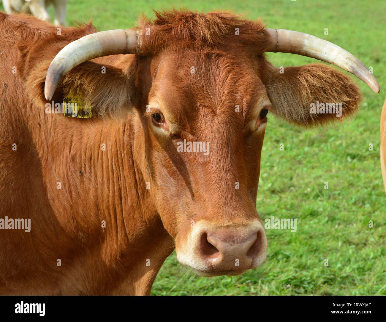 Cattle, cows and calves - a wonderful life on the pastures Stock Photo ...