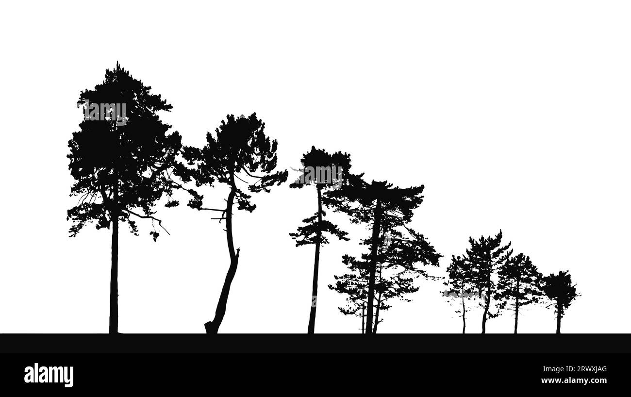 Types of pine trees Stock Vector Images - Alamy Types of pine trees Stock Vector Images - Alamy