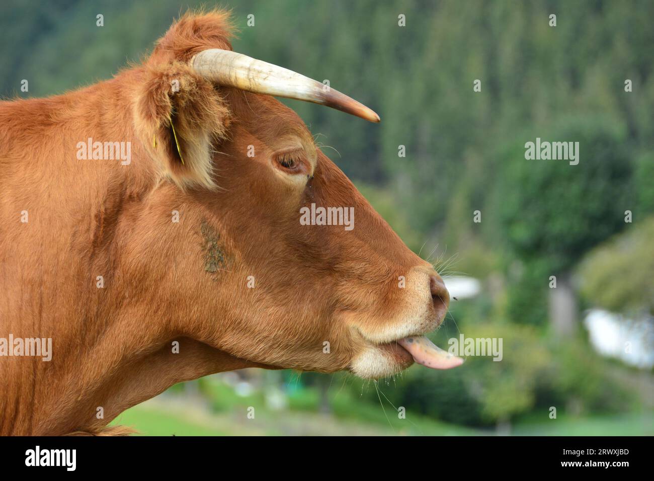 Cattle, cows and calves - a wonderful life on the pastures Stock Photo ...