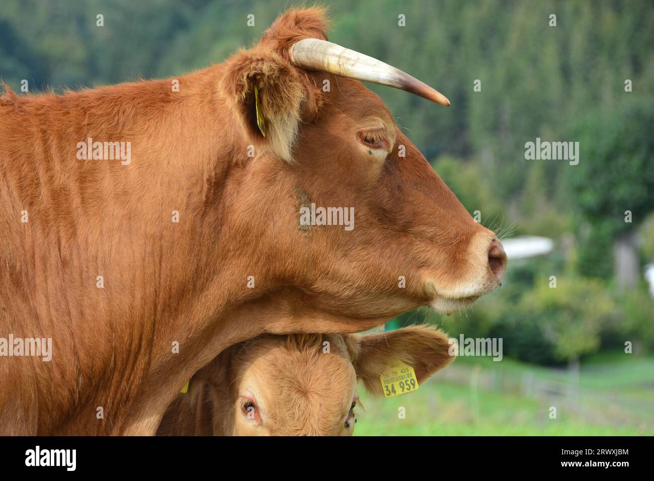 Cattle, cows and calves - a wonderful life on the pastures Stock Photo ...