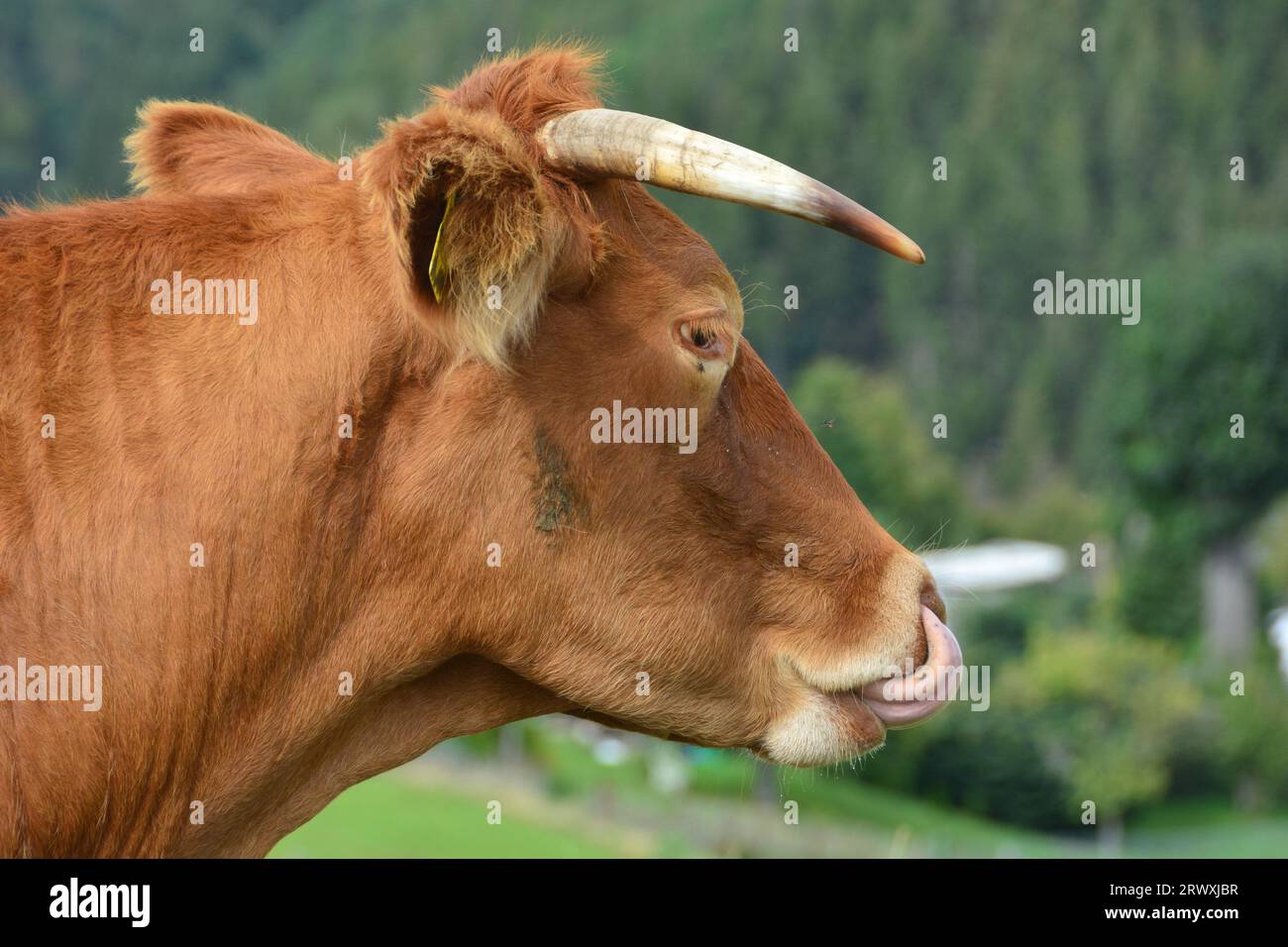 Cattle, cows and calves - a wonderful life on the pastures Stock Photo ...