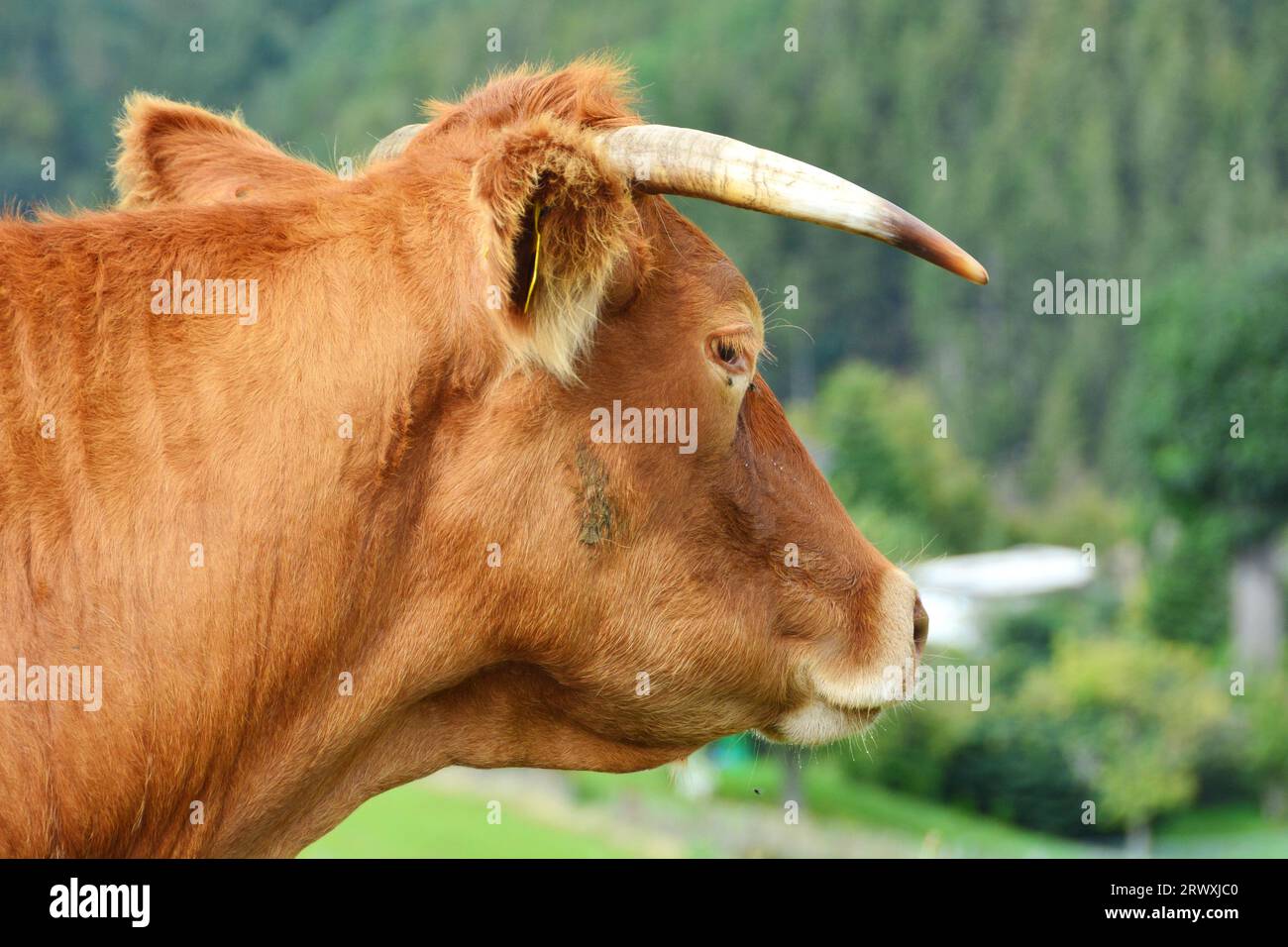 Cattle, cows and calves - a wonderful life on the pastures Stock Photo ...