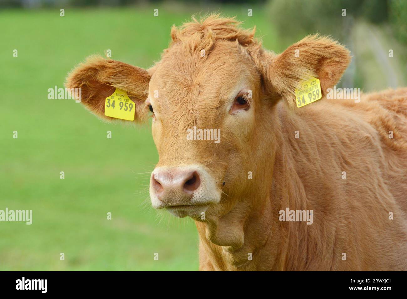 Cattle, cows and calves - a wonderful life on the pastures Stock Photo ...