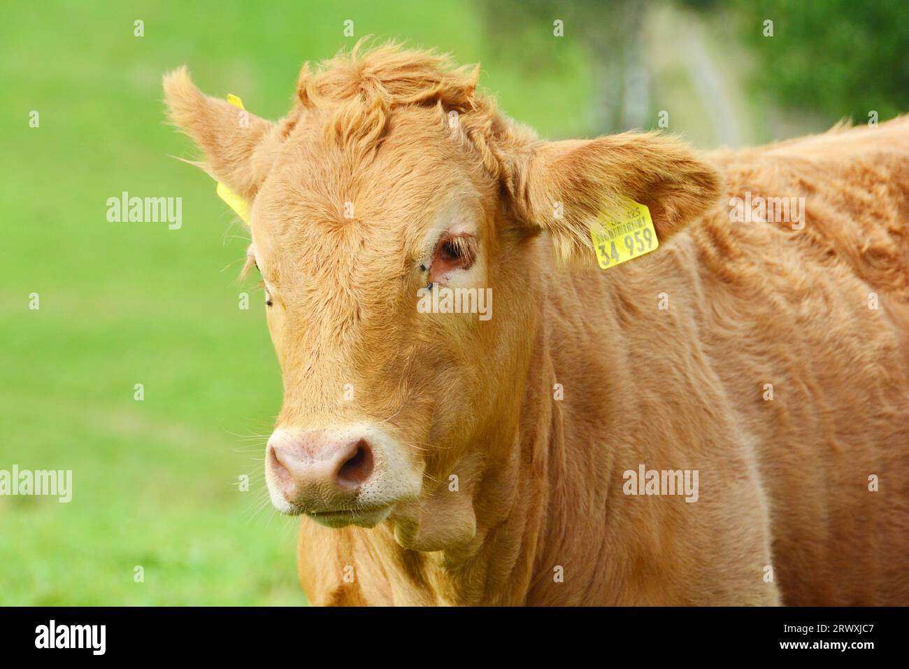Cattle, cows and calves - a wonderful life on the pastures Stock Photo ...