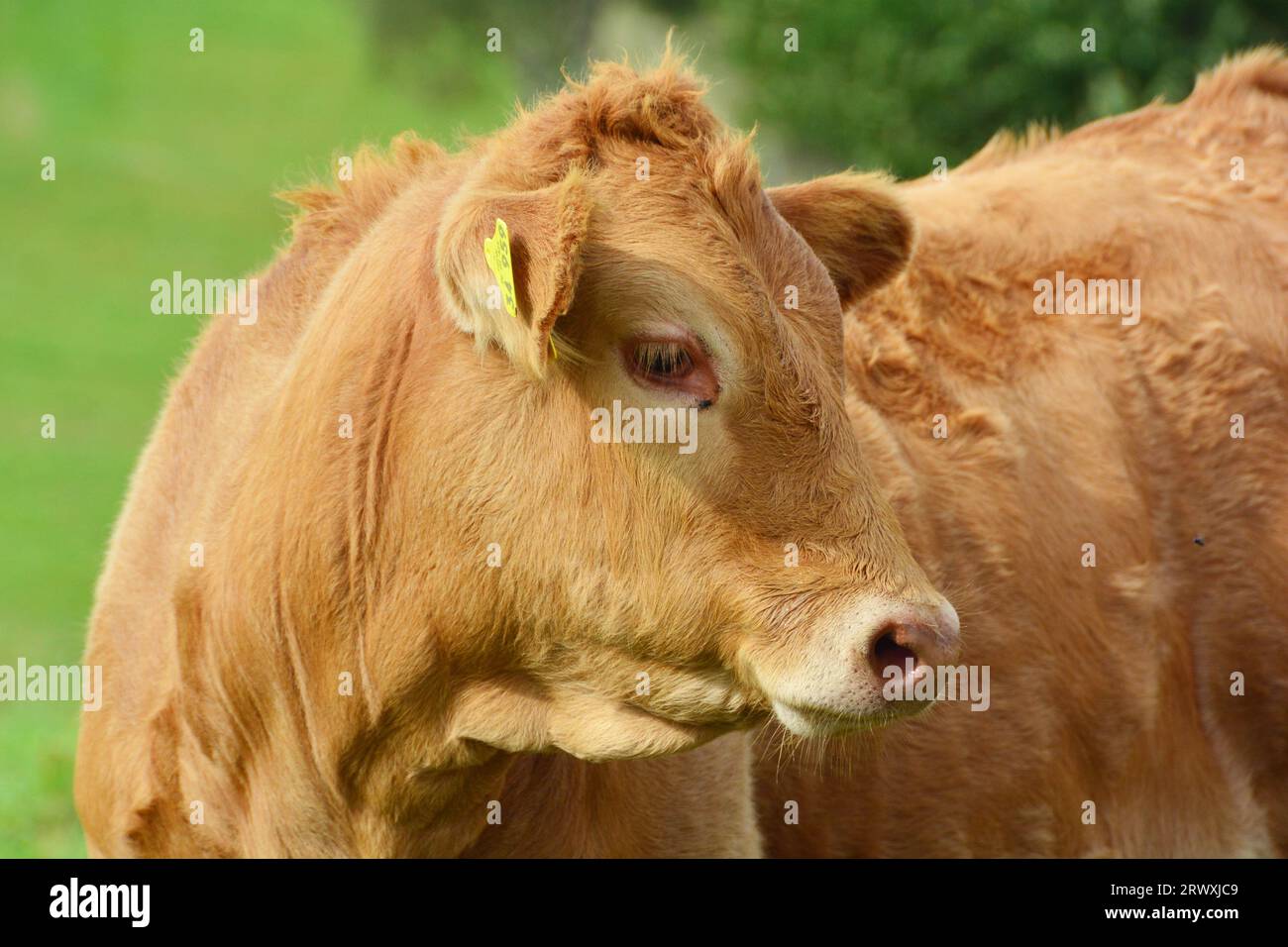 Cattle, cows and calves - a wonderful life on the pastures Stock Photo ...