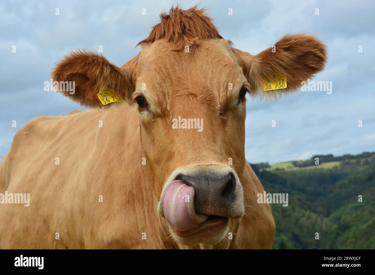 Cattle, cows and calves - a wonderful life on the pastures Stock Photo ...