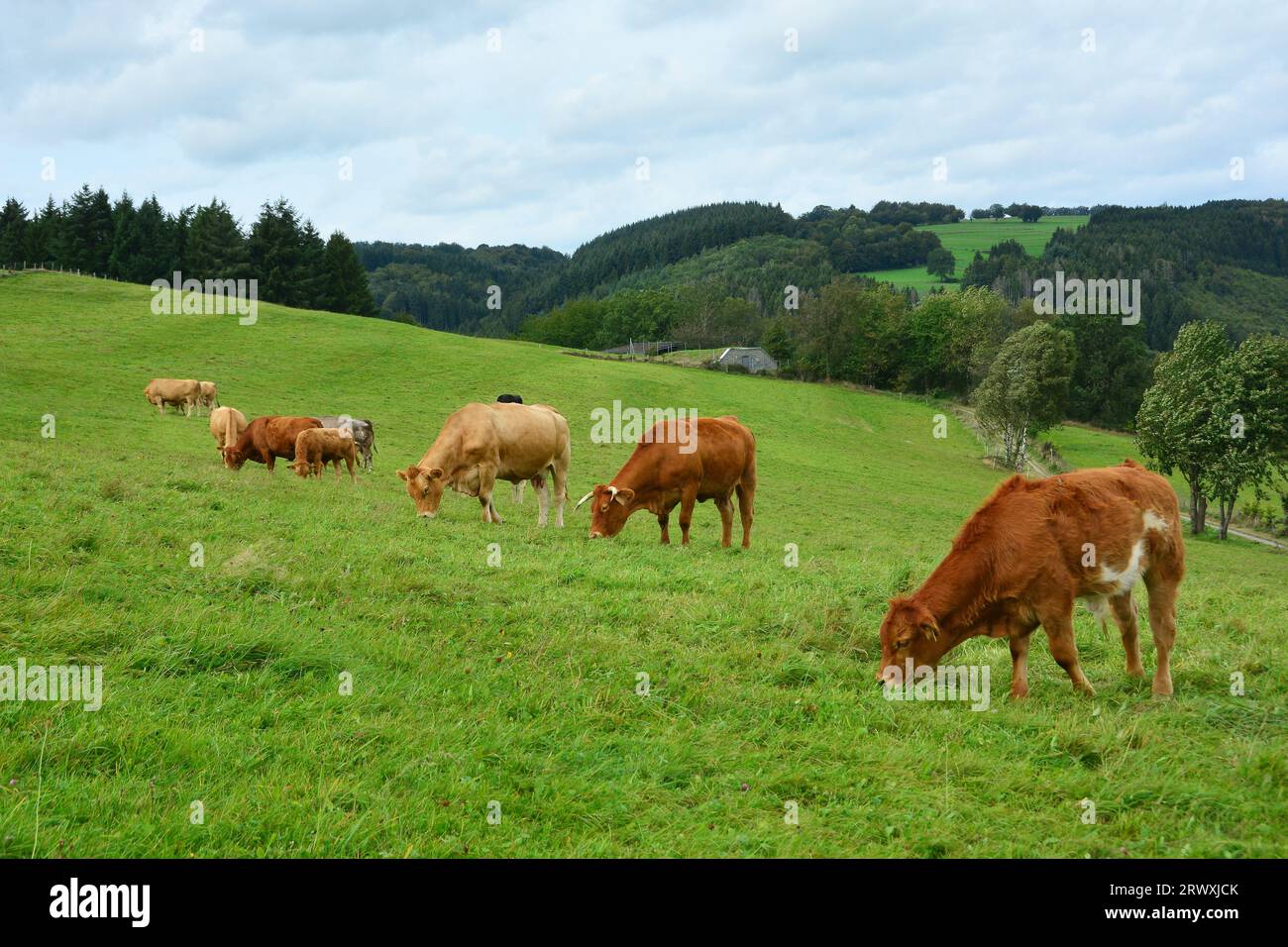 Cattle, cows and calves - a wonderful life on the pastures Stock Photo ...