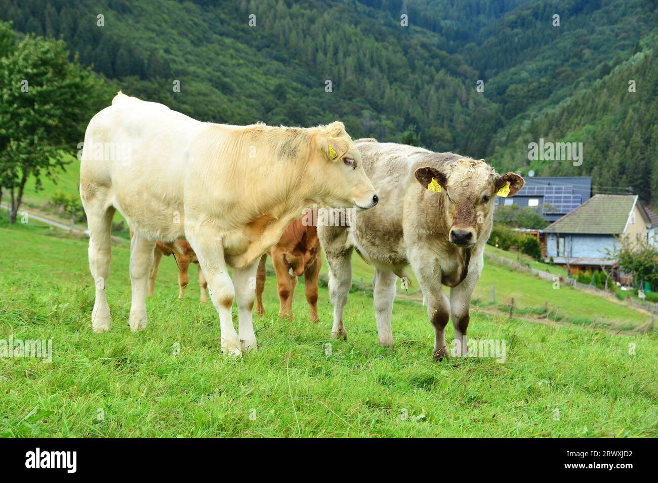 Cattle, cows and calves - a wonderful life on the pastures Stock Photo ...