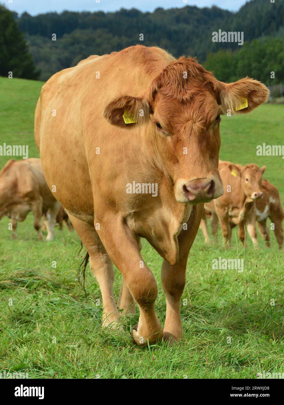 Cattle, cows and calves - a wonderful life on the pastures Stock Photo ...