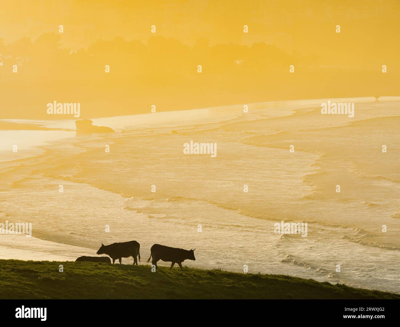 The silhouettes of some cows at sunset over the waves of the Cantabrian ...