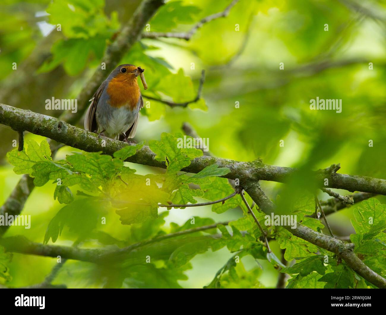 A robin with a worm in its beak perched among the branches of an oak ...