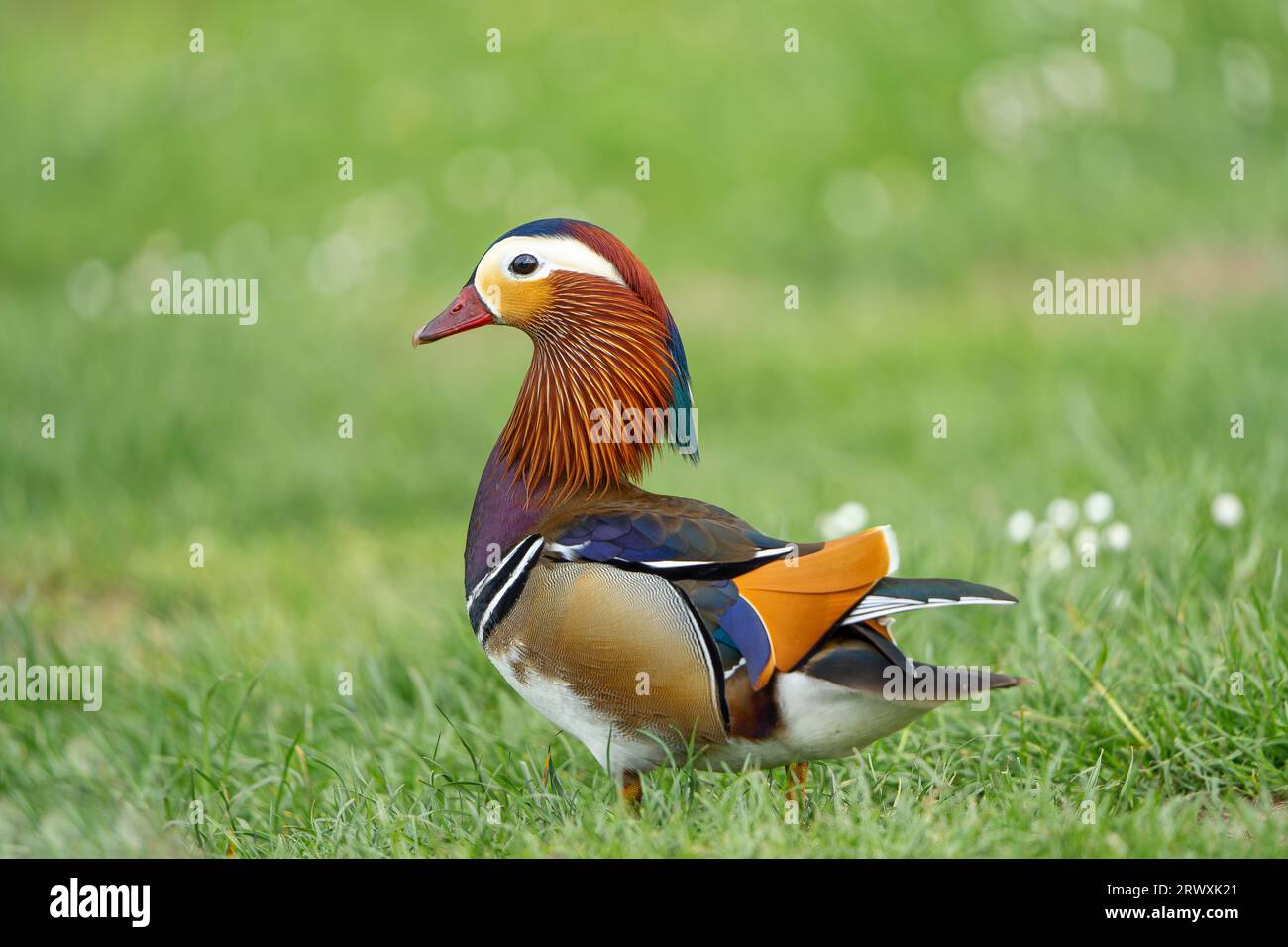 Side view of a wild, male mandarin duck (Aix galericulata) isolated ...