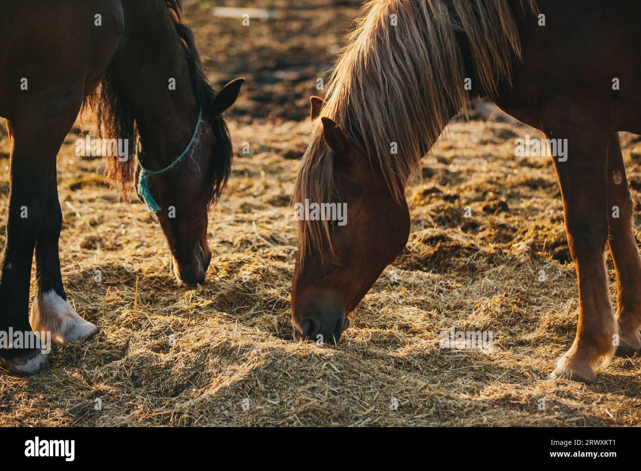 Blurred background herd wild horses hi-res stock photography and images ...