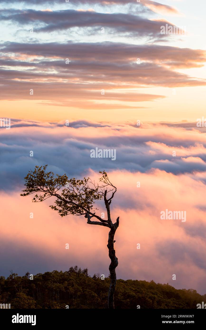 Sea of Clouds Evening View One Tree Stock Photo - Alamy