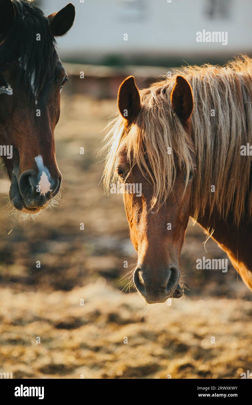 Portrait of working horses in a paddock at sunset. Horses rest after ...