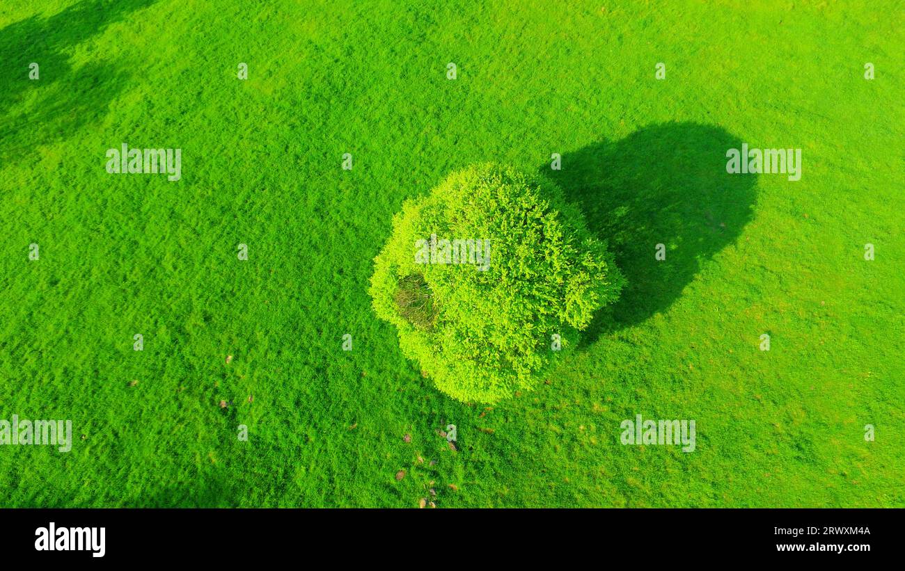 Pear tree top view hi-res stock photography and images - Alamy