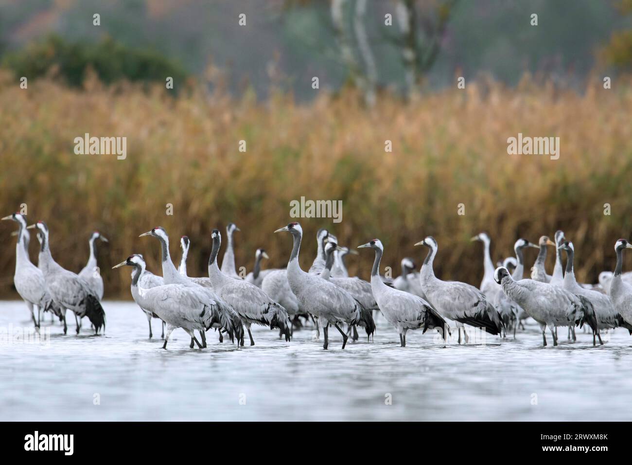 Flock of common cranes / Eurasian crane (Grus grus) group resting in ...