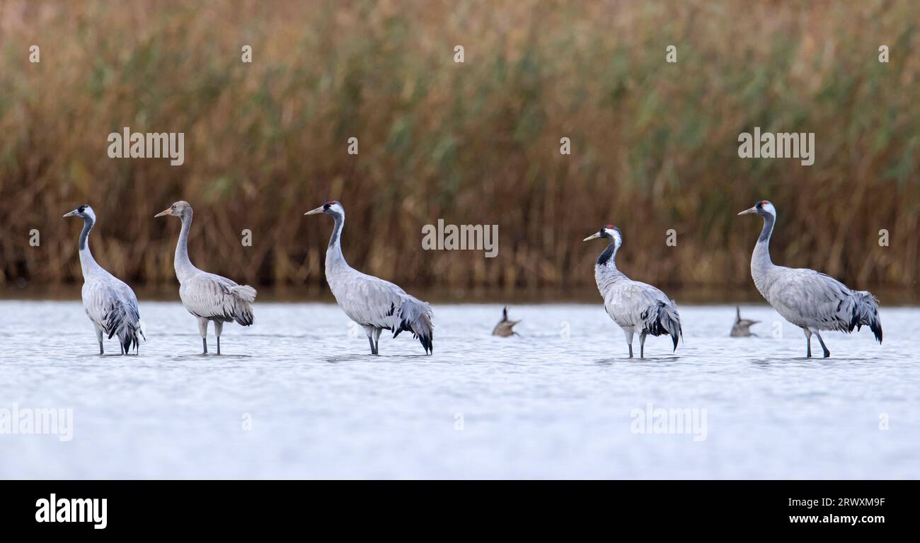 Flock of common cranes / Eurasian crane (Grus grus) group with young ...