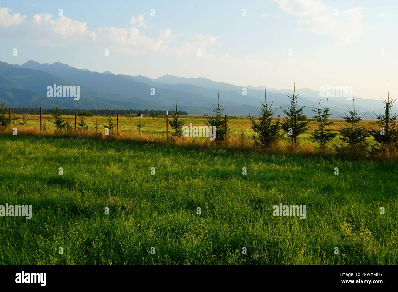 Grassfield hi-res stock photography and images - Alamy