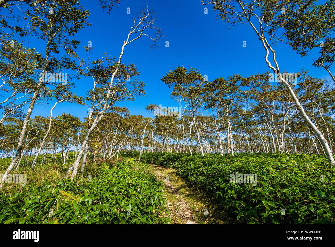Birch Trees on the Outer Rim of Lake Mashu Ko Stock Photo - Alamy