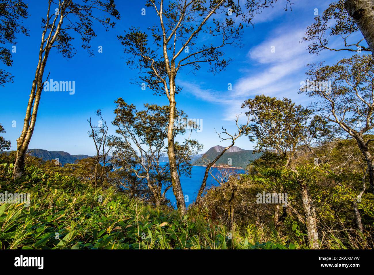 Lake Mashu and Mt. Mashu viewed from a forest of downy birch Stock ...