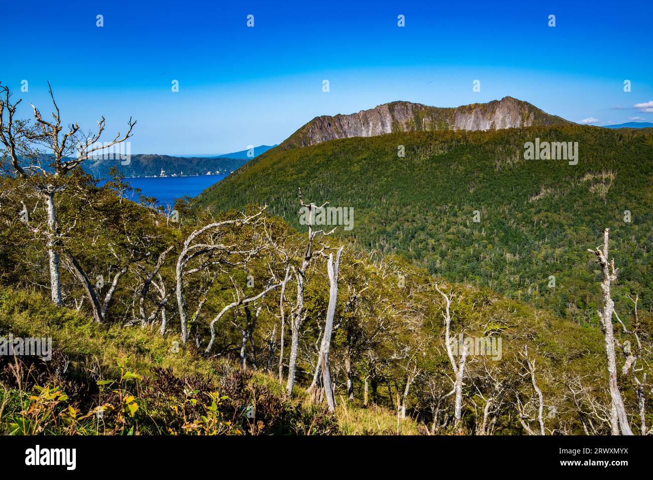 Lake Mashu and Birch Forest Stock Photo - Alamy