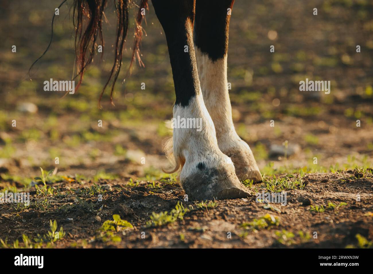 Close-up of the hooves of an unshod horse Stock Photo - Alamy