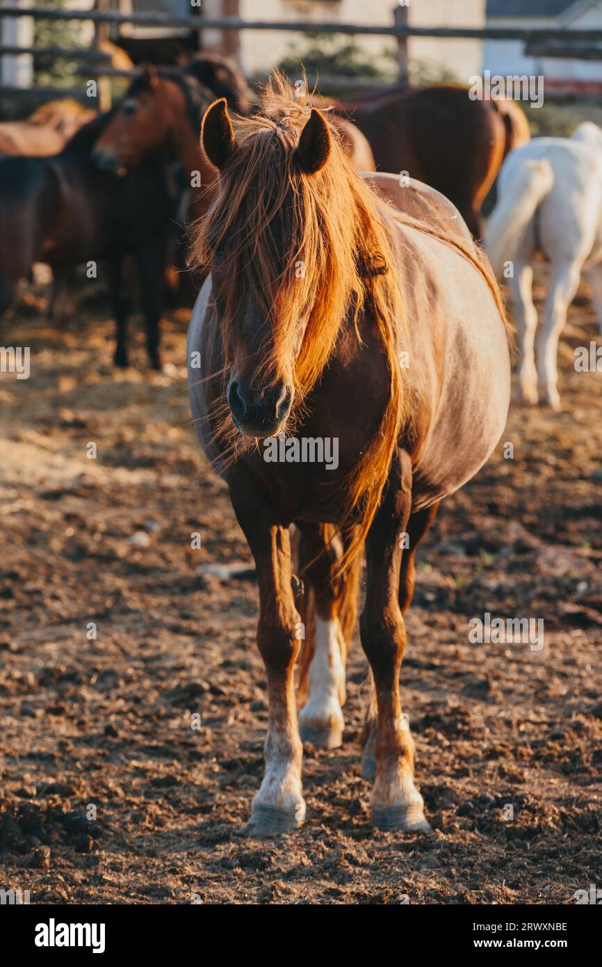 Animal farm sunset hi-res stock photography and images - Alamy
