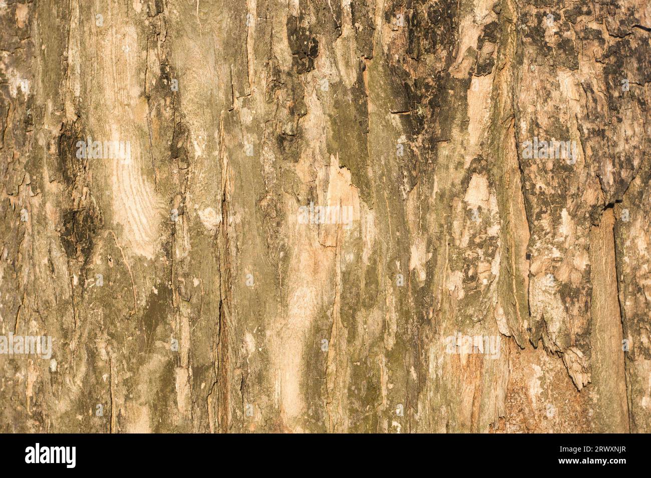 Realistic Tree bark background texture, Seamless texture from tree ...