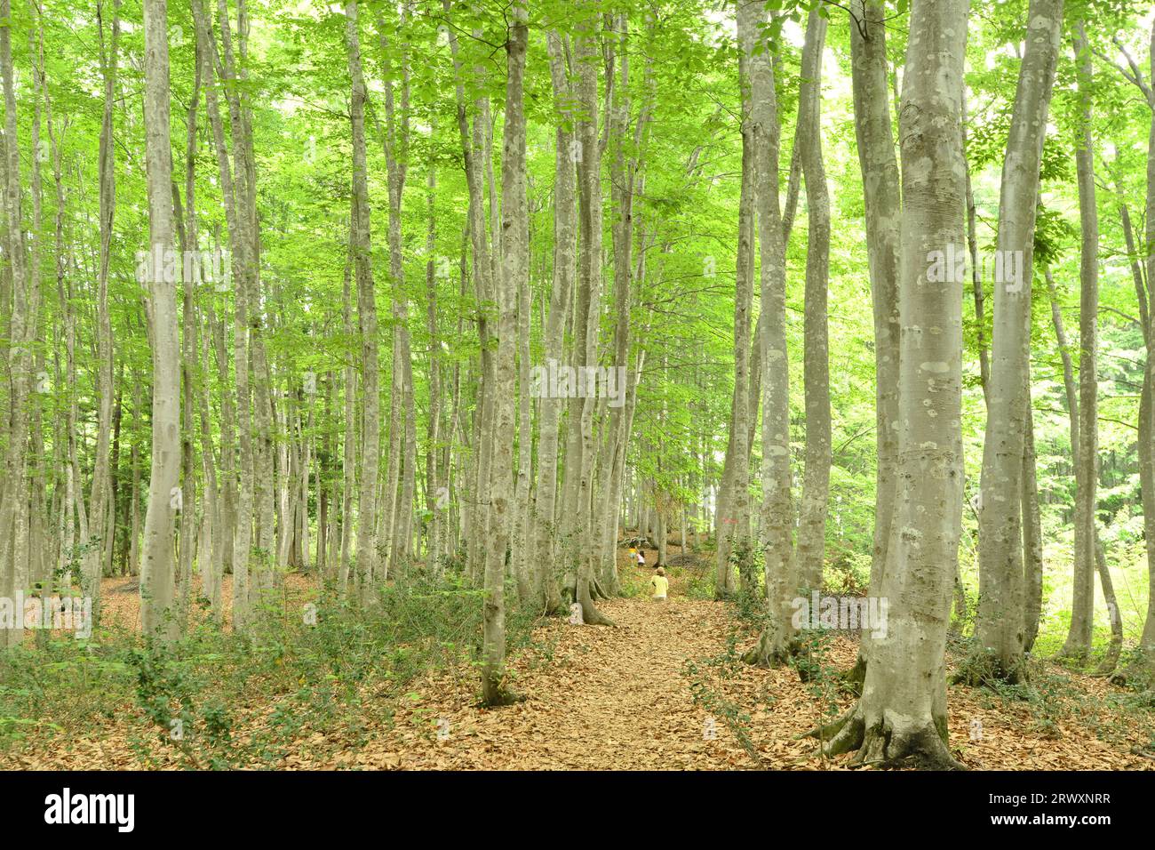 Beech forest in may spring hi-res stock photography and images - Alamy