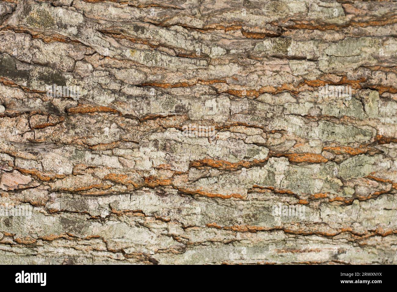 Realistic Tree bark background texture, Seamless texture from tree ...